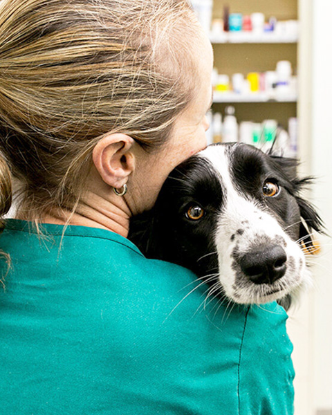 VetSpire Test Clinic Great Falls, VA